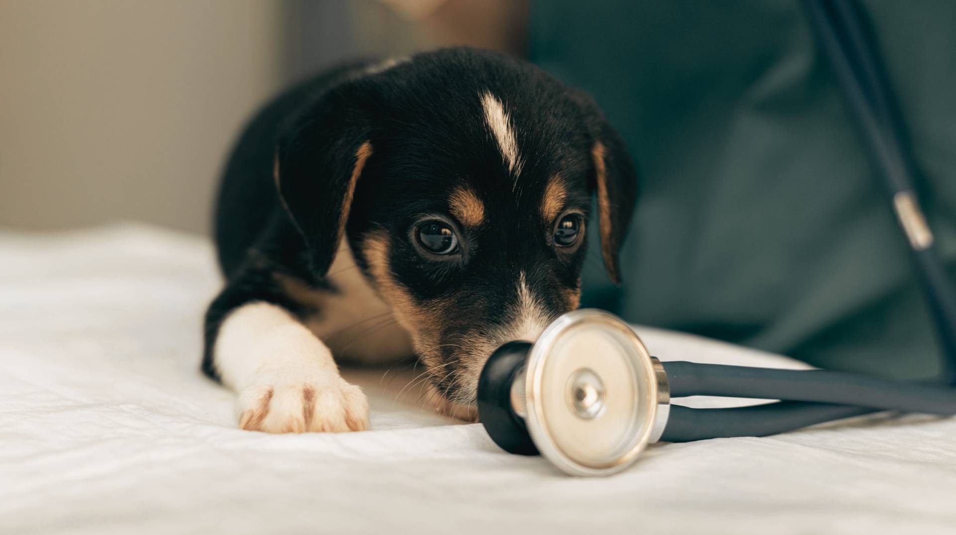 Small Animal Emergency In Salem, CT 06420 | Salem Valley Vet